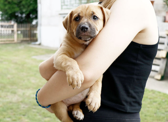 Penelope, verspielte Welpendame, ca. 2 Monate, ca. 22 cm, 4 kg ...