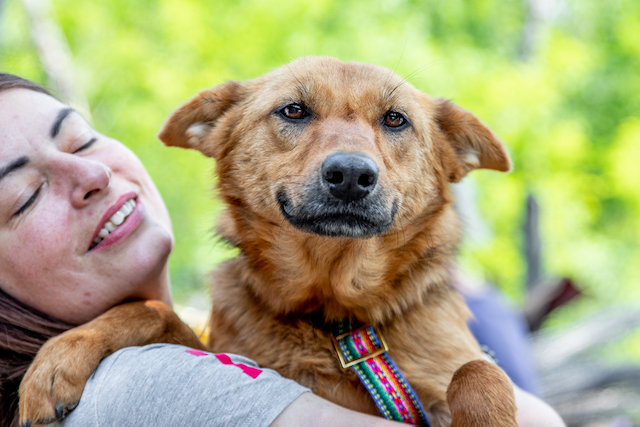 Sammy, scheue Schäfer-Mix-Hündin, ca. 1 Jahr, ca. 53 cm, ca. 19 kg *in ...