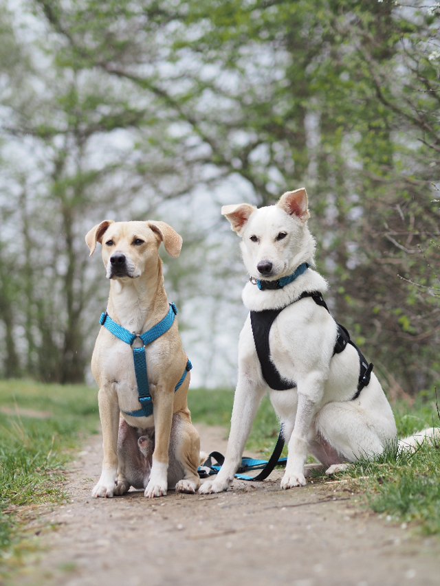 Louk, liebevoller Junghund, ca. 10 Monate, ca. 50 cm, ca. 17 kg *in ...