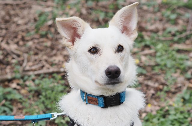 Louk, liebevoller Junghund, ca. 10 Monate, ca. 50 cm, ca. 17 kg *in ...