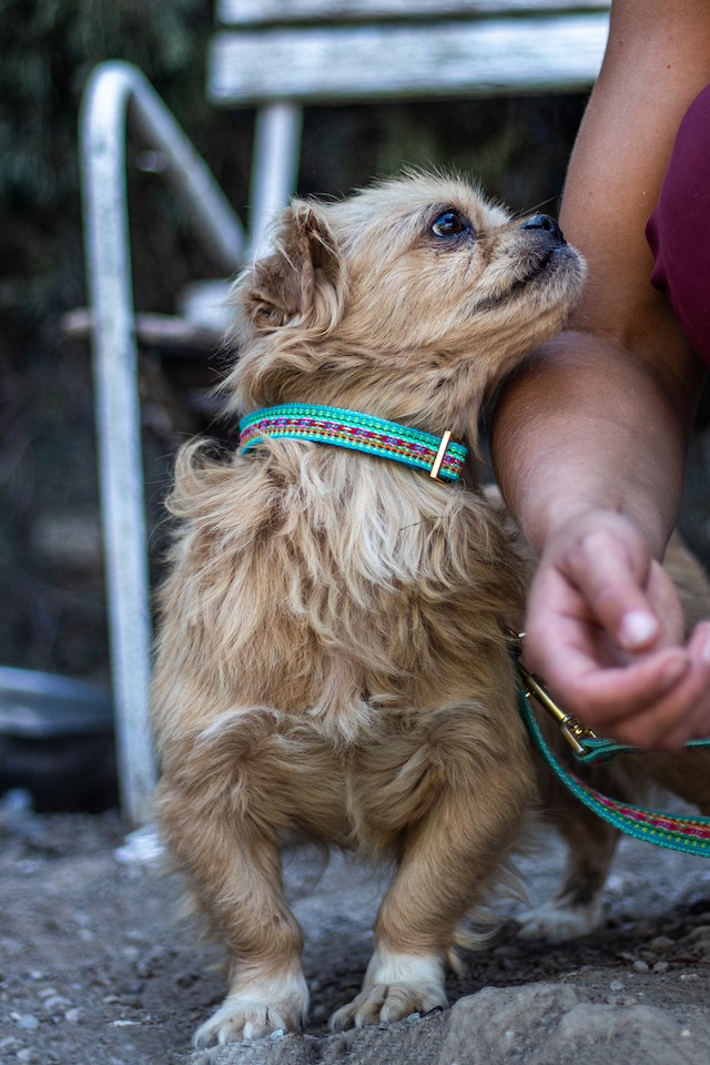 Arthur, ca. 8 Jahre, ca. 5kg, ca. 25 cm *in 50354 Hürth* *vermittelt ...