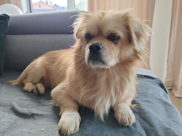 Arthur, ca. 8 Jahre, ca. 5kg, ca. 25 cm *in 50354 Hürth* *vermittelt ...