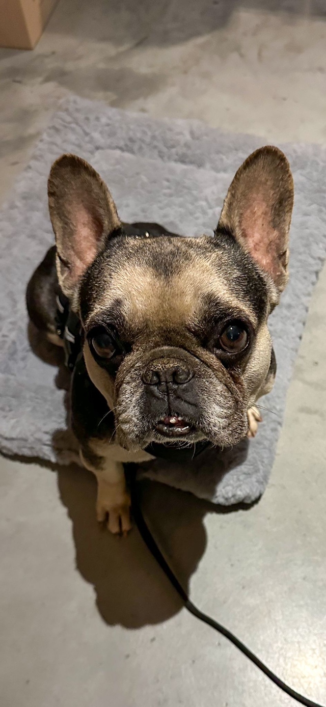 Little Fiona, soziale Frenchie Dame, ca. 5 Jahre, ca. 30 cm, ca. 9 kg ...