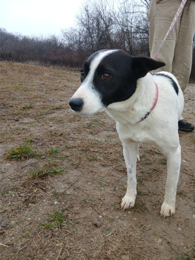 Benji, menschenbezogener Begleiter, ca. 2 Jahre, ca. 36 cm, 10 kg ...