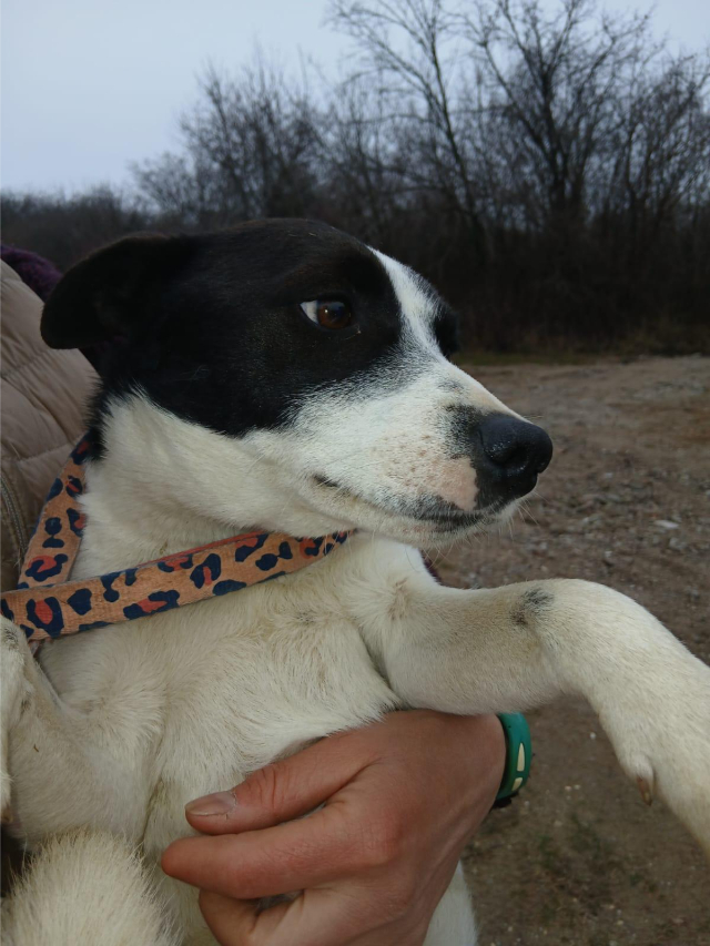 Benji, menschenbezogener Begleiter, ca. 2 Jahre, ca. 36 cm, 10 kg ...